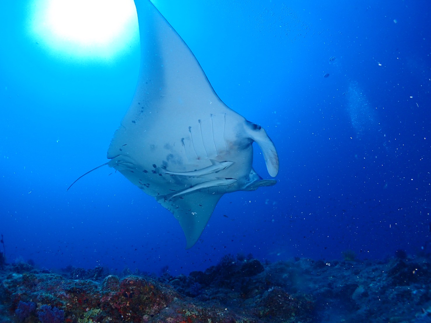盛りだくさんなドリフト！ - 石垣島ダイビングサービス｜ダイブステーションゆいマーレ
